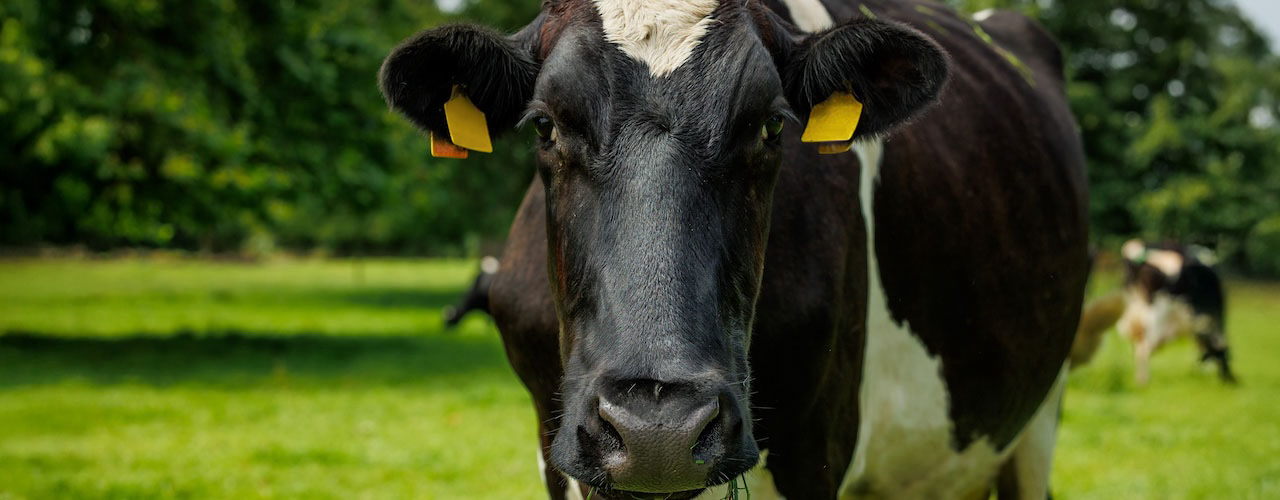 Our Story - Avonmore