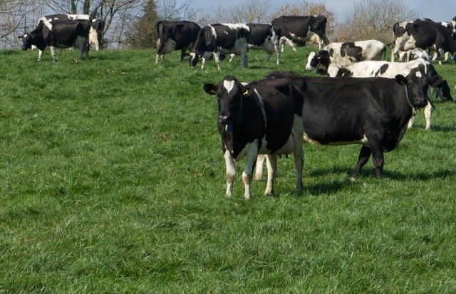 Meet Our Farmers - Avonmore